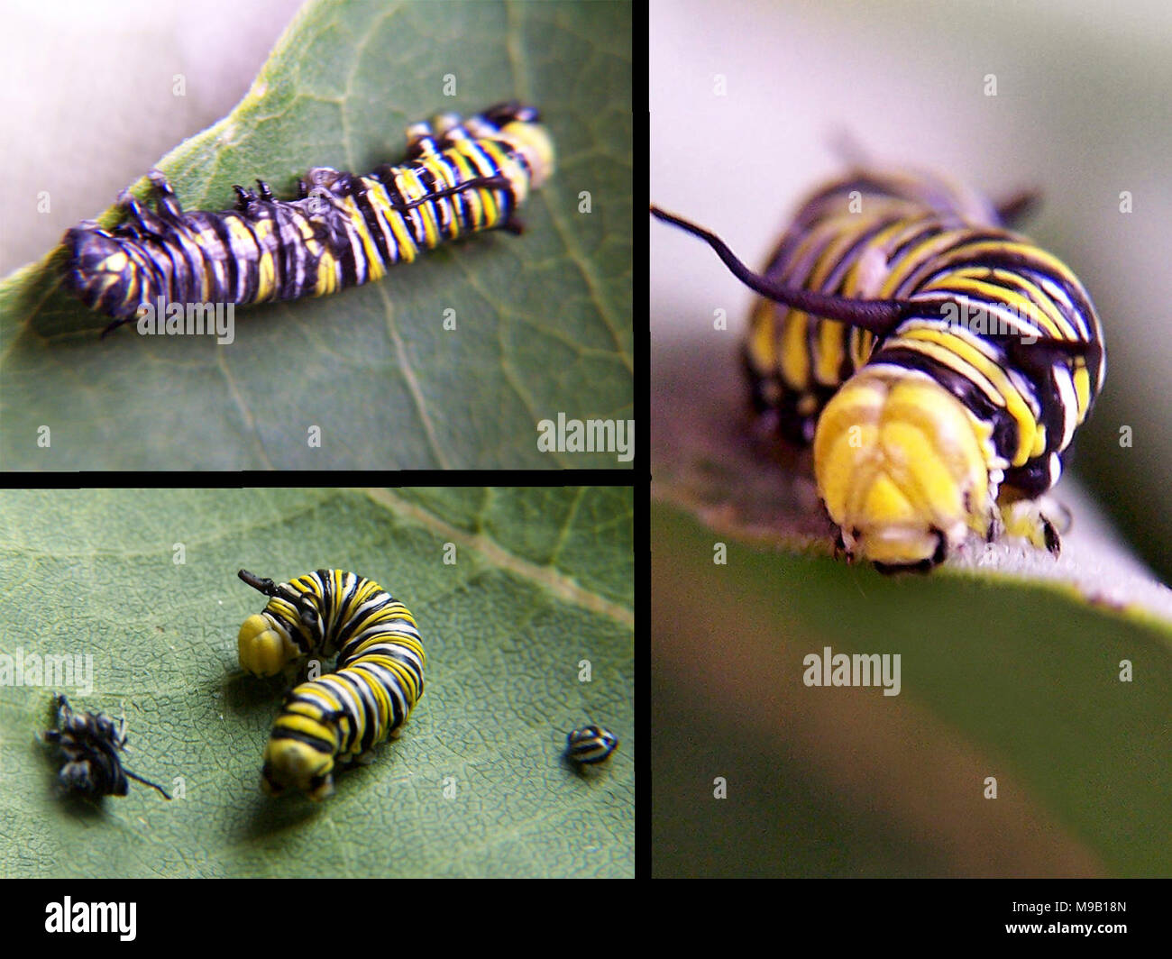 Chenilles monarques Banque de photographies et d’images à haute ...