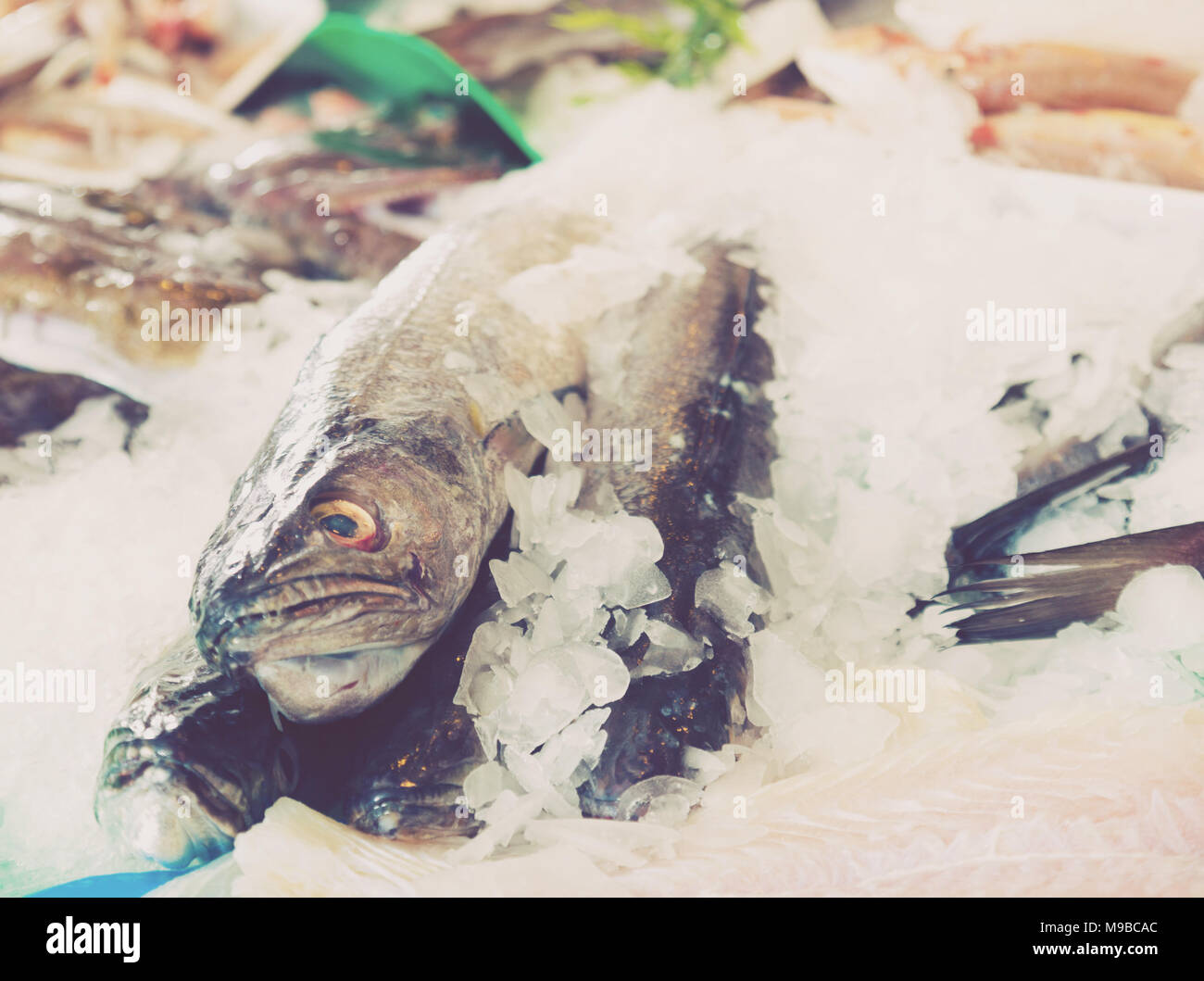 Hoki fish Banque de photographies et d’images à haute résolution - Alamy