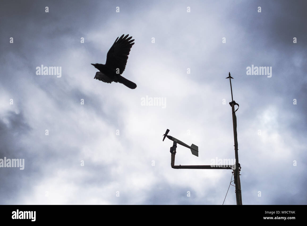 Méchant corbeau Banque de photographies et d’images à haute résolution ...