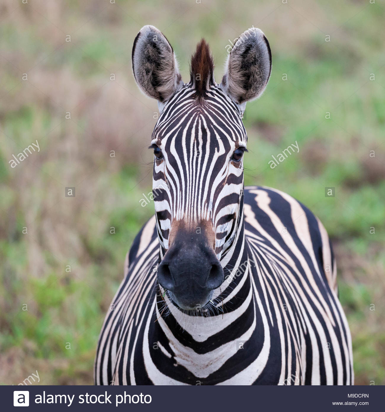 Tête De Zèbre Photos & Tête De Zèbre Images - Alamy