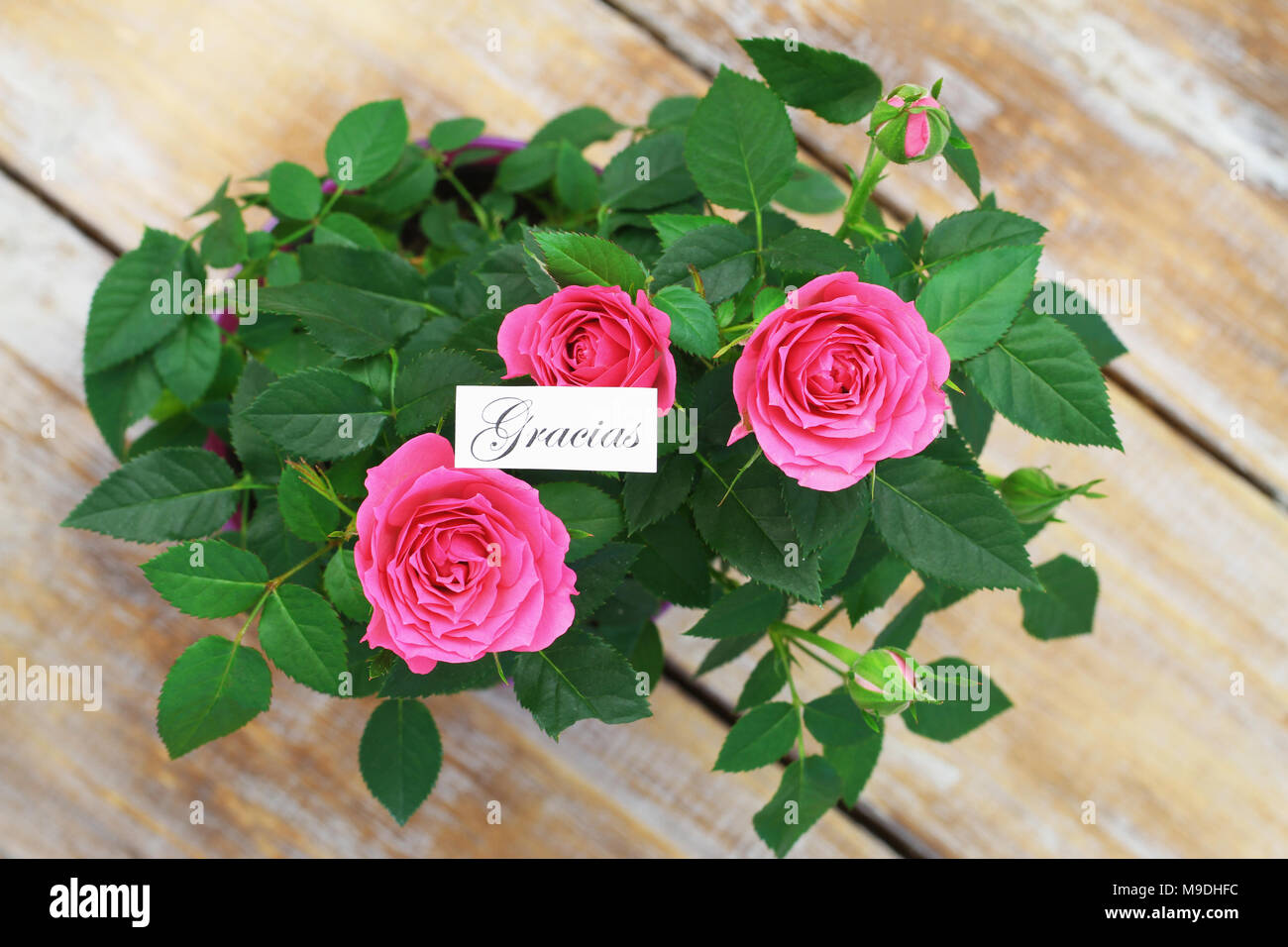 Carte de remerciement avec des roses roses Banque de photographies et d ...