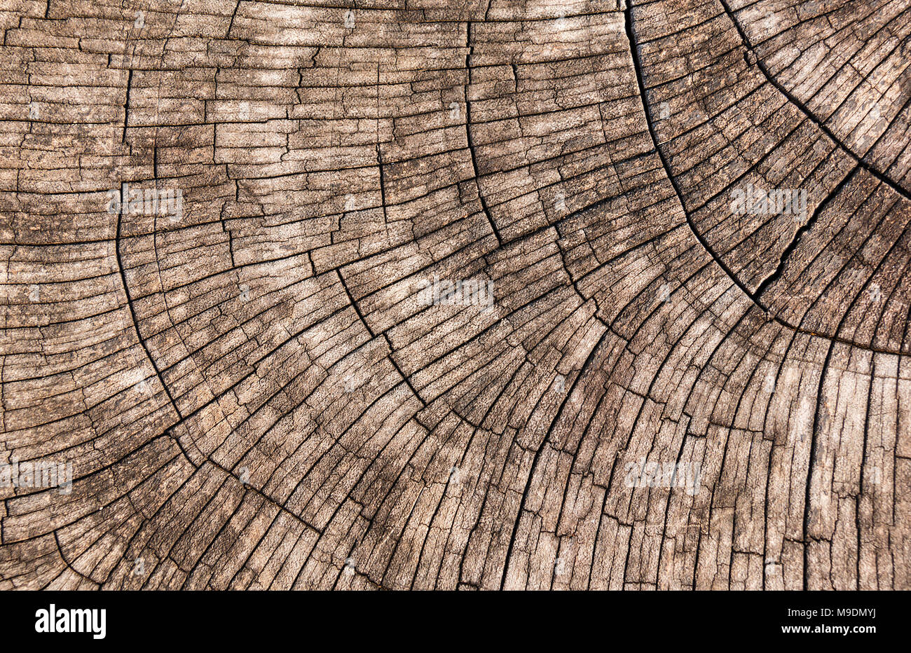 Big stump Banque de photographies et d’images à haute résolution - Alamy