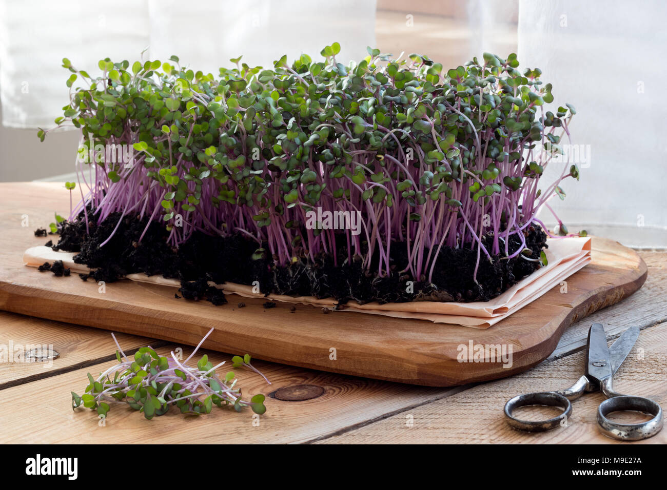 Microgreens de chou Banque de photographies et d’images à haute ...