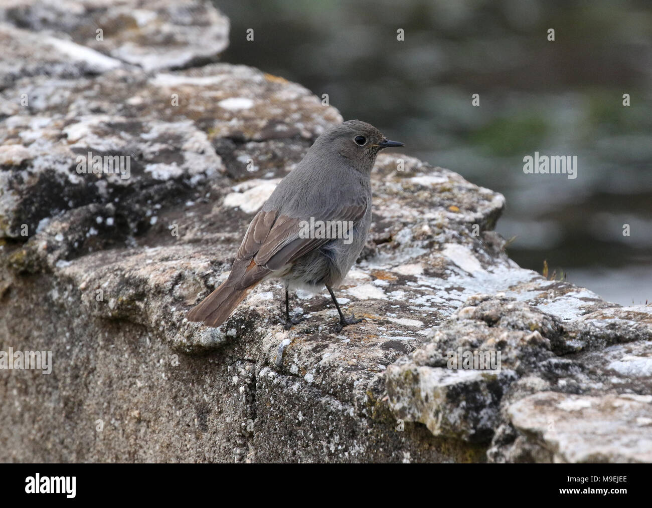 Rougequeue noir femelle Banque de photographies et d’images à haute résolution - Alamy