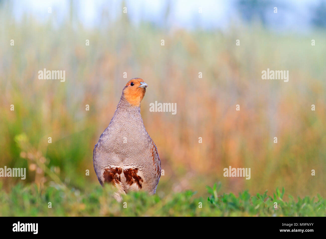 Perdrix grise Banque de photographies et d’images à haute résolution ...