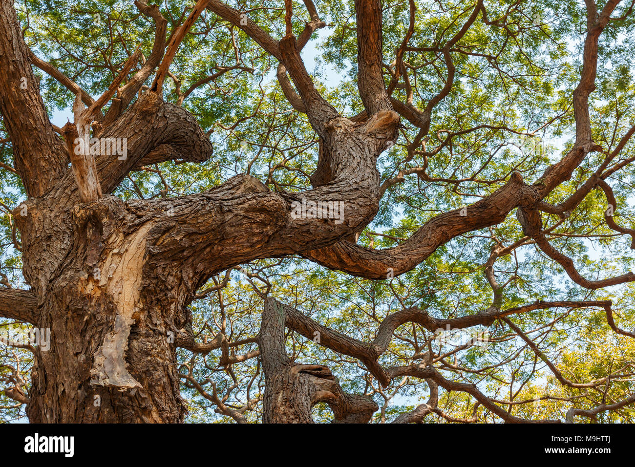 Saman tree Banque de photographies et d’images à haute résolution - Alamy