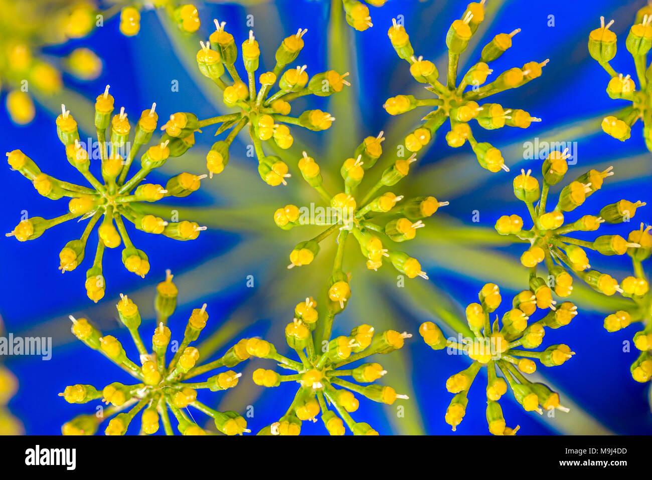 Fleur de persil Banque de photographies et d’images à haute résolution ...