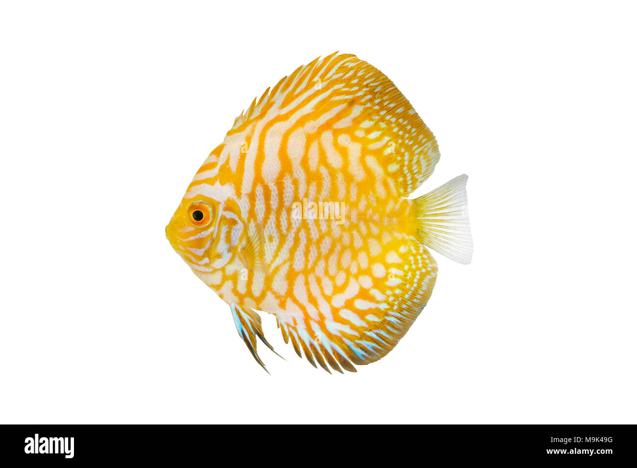 Poissons discus Banque d'images détourées - Alamy