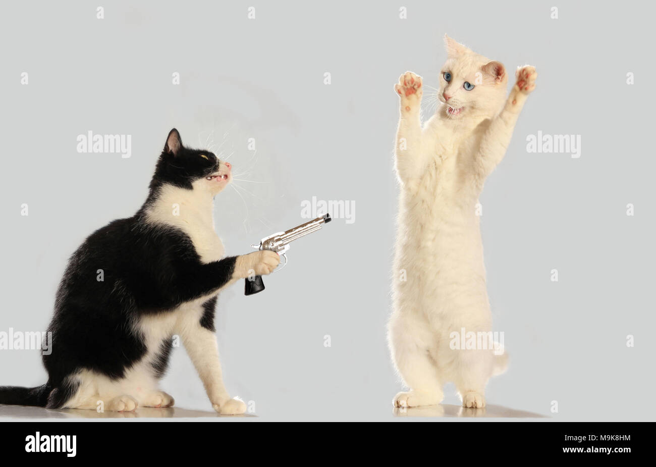 Bad cat Banque de photographies et d’images à haute résolution - Alamy