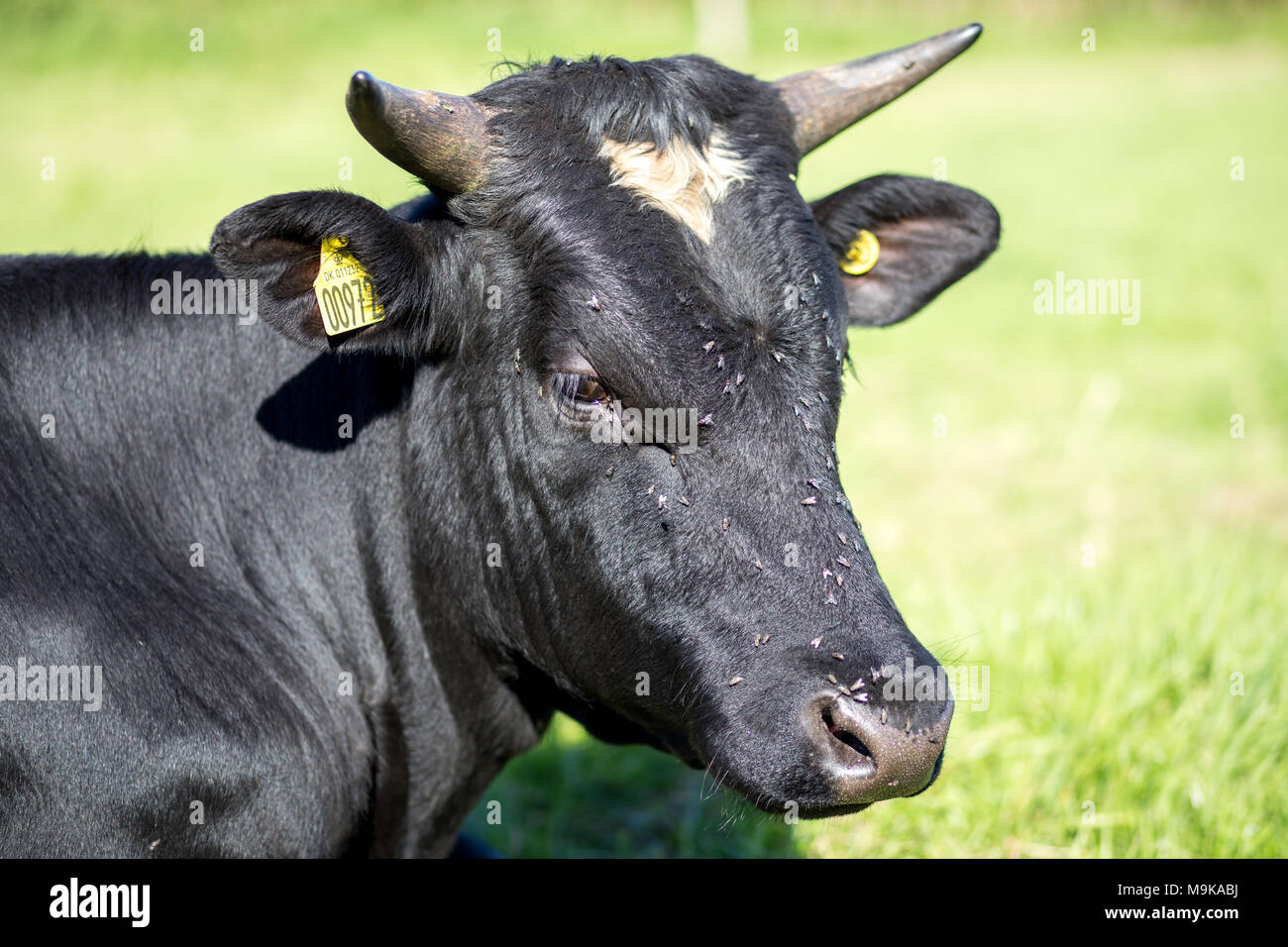 Elevage vaches laitieres Banque de photographies et d’images à haute ...