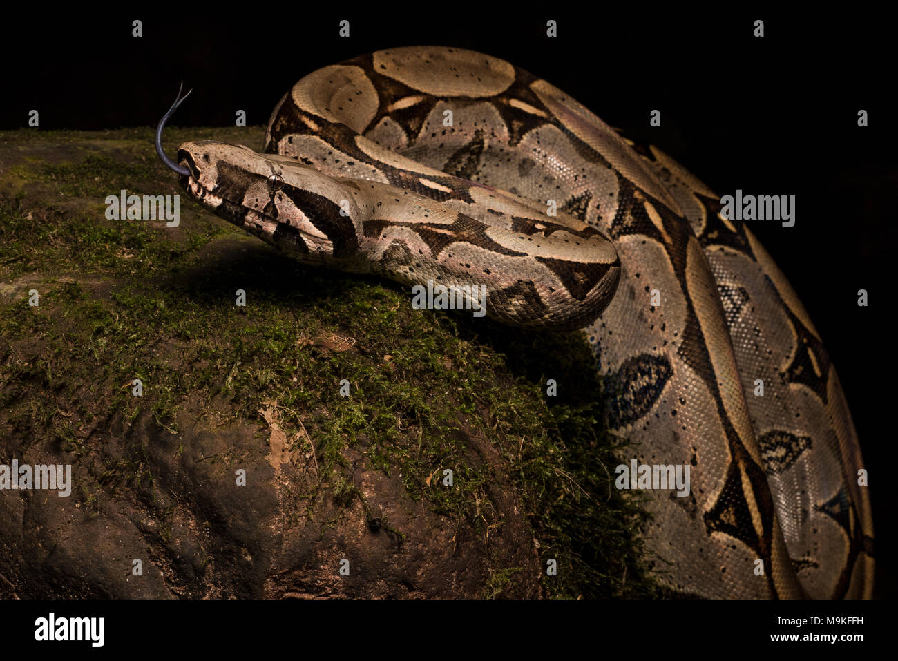 Huge scales Banque de photographies et d’images à haute résolution - Alamy