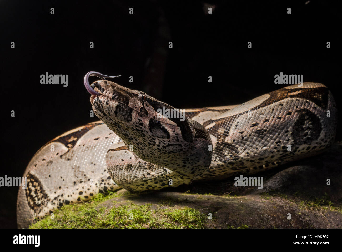 Serpent bleu perou Banque de photographies et d’images à haute ...