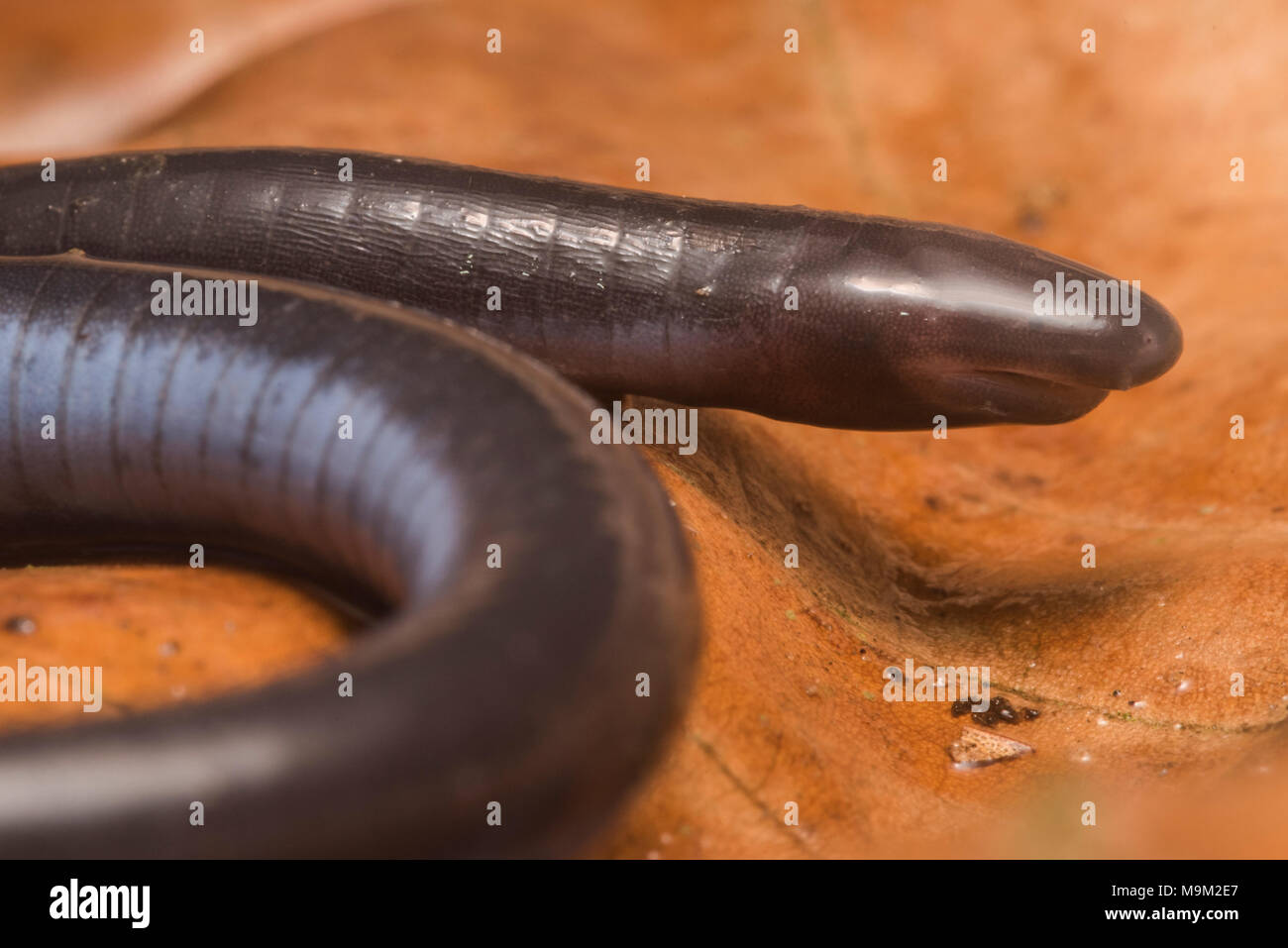 Caecilian or caecilians Banque de photographies et d’images à haute ...