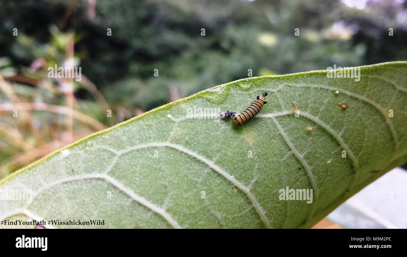 Chenilles monarques Banque de photographies et d’images à haute ...
