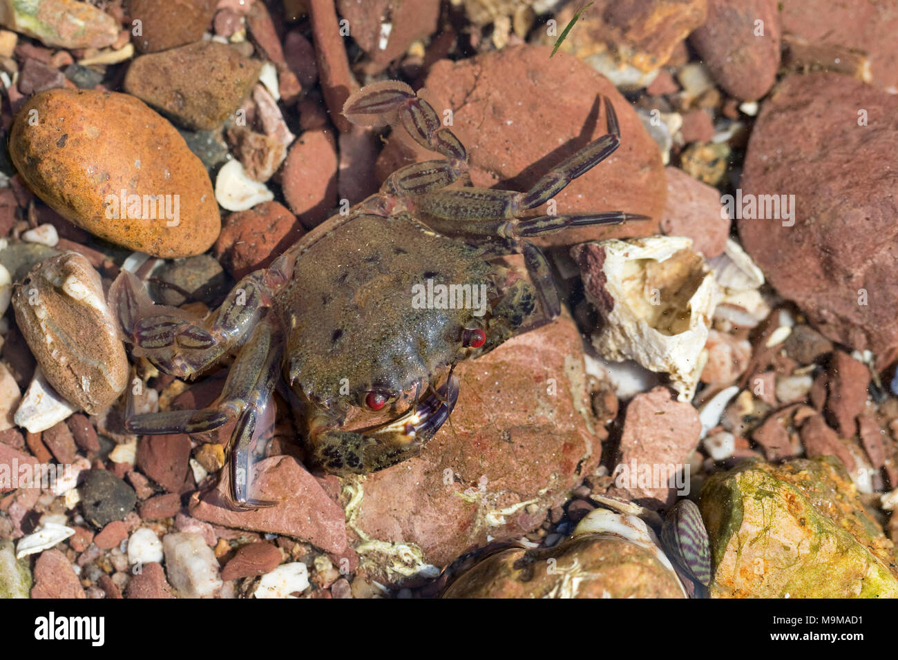Velvet swimming crab Banque de photographies et d’images à haute ...