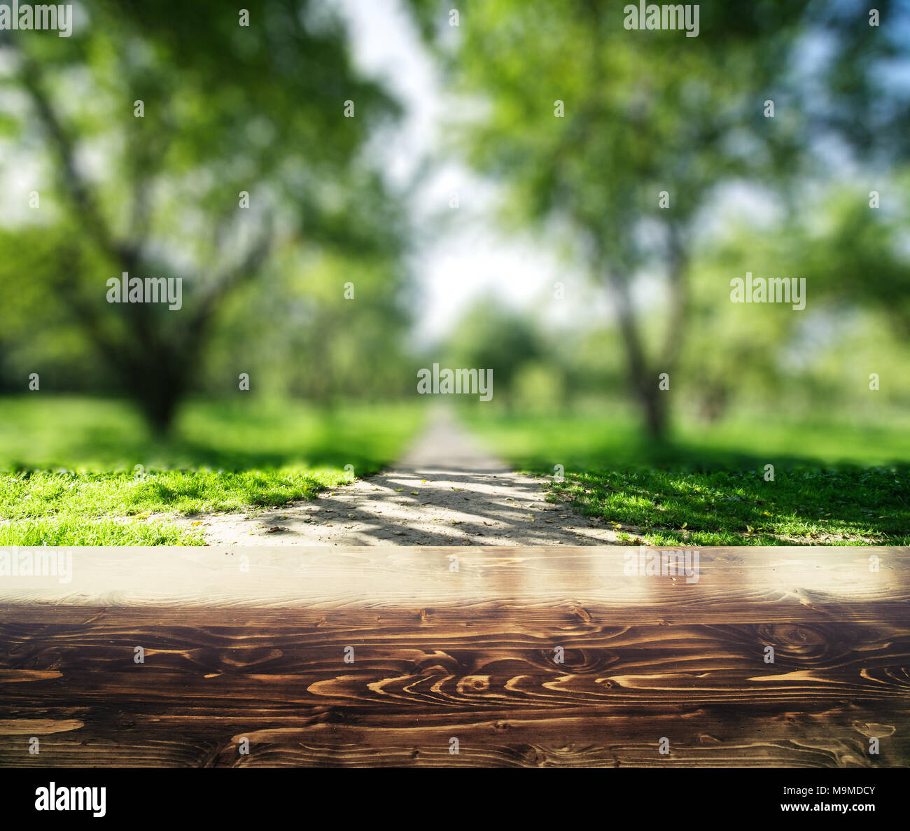 Flou fond de forêt Banque de photographies et d’images à haute ...