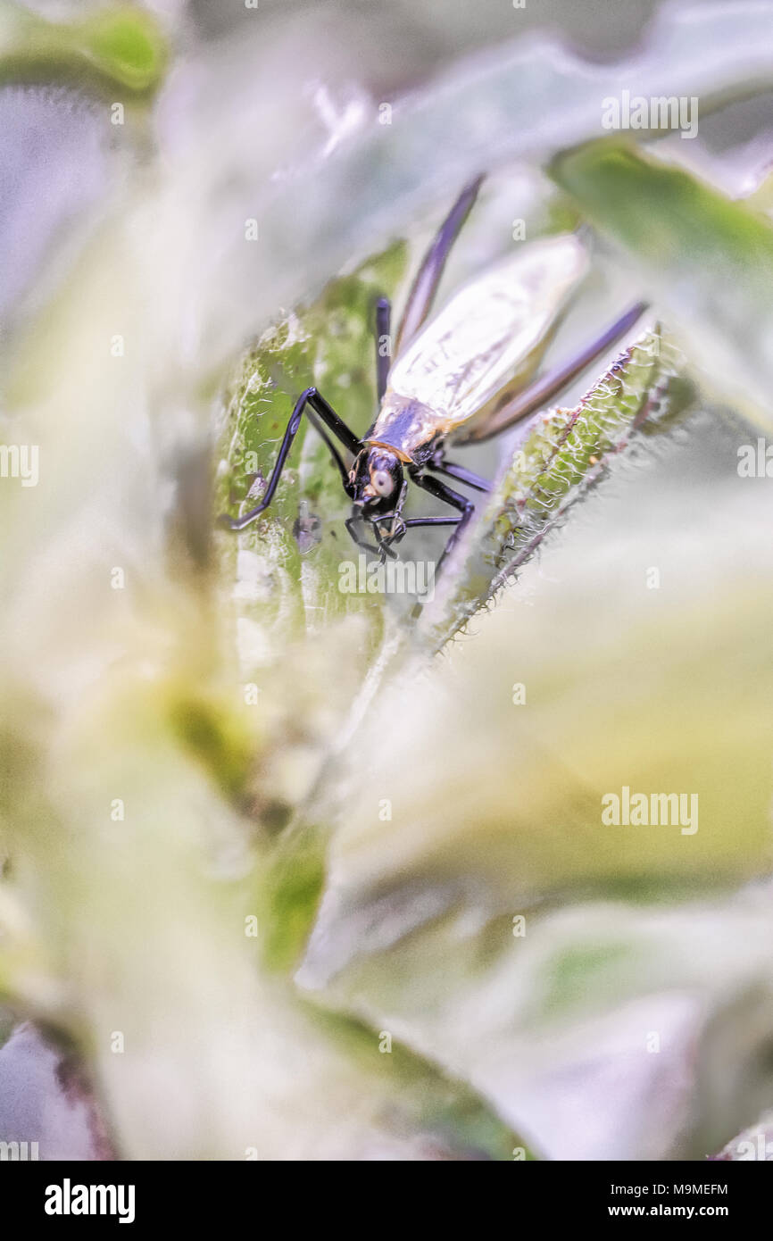 Tree cricket Banque de photographies et d’images à haute résolution - Alamy