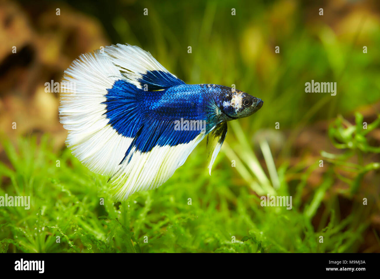 Betta splendens Banque de photographies et d’images à haute résolution ...