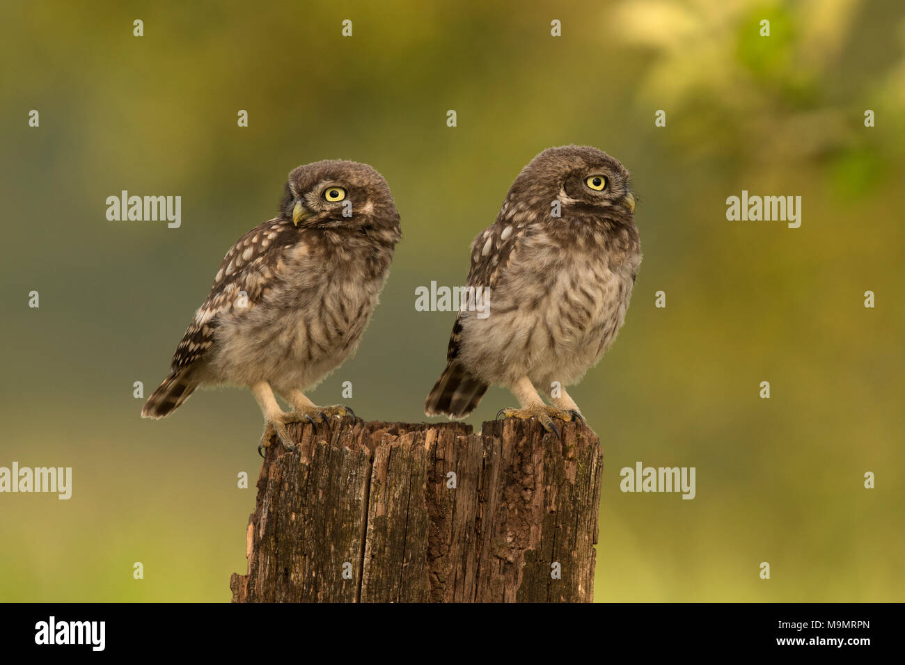 Jeune Chouette Banque d'image et photos - Alamy