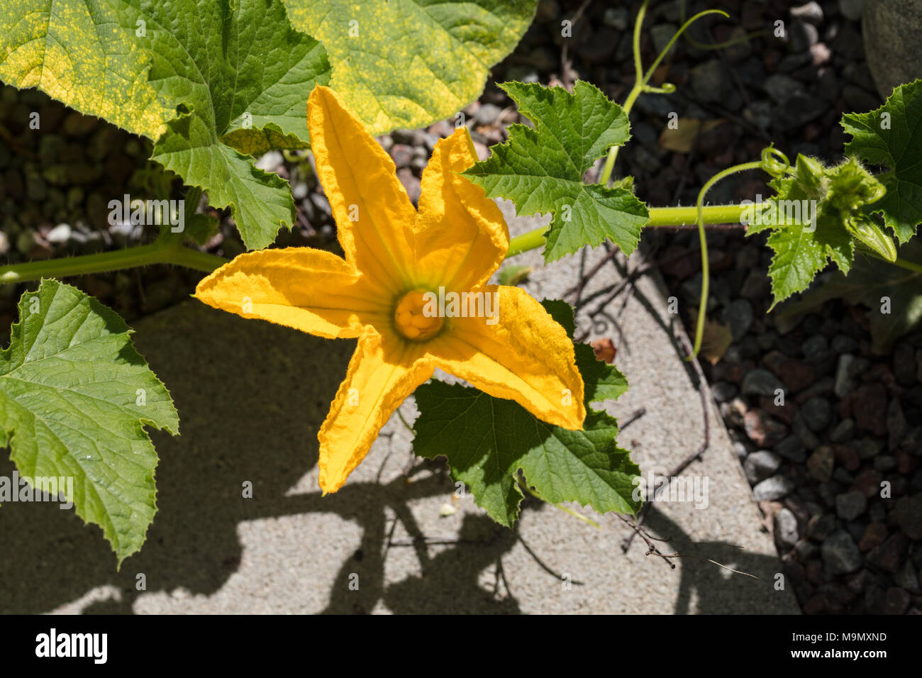 Prydnadspumpa grupp Banque de photographies et d’images à haute ...