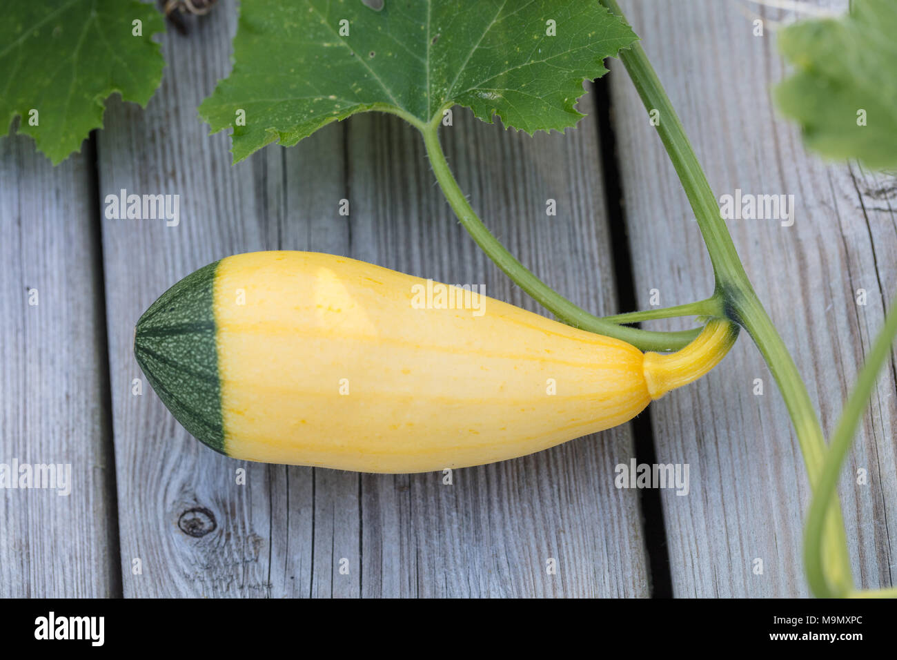 Prydnadspumpa grupp Banque de photographies et d’images à haute ...