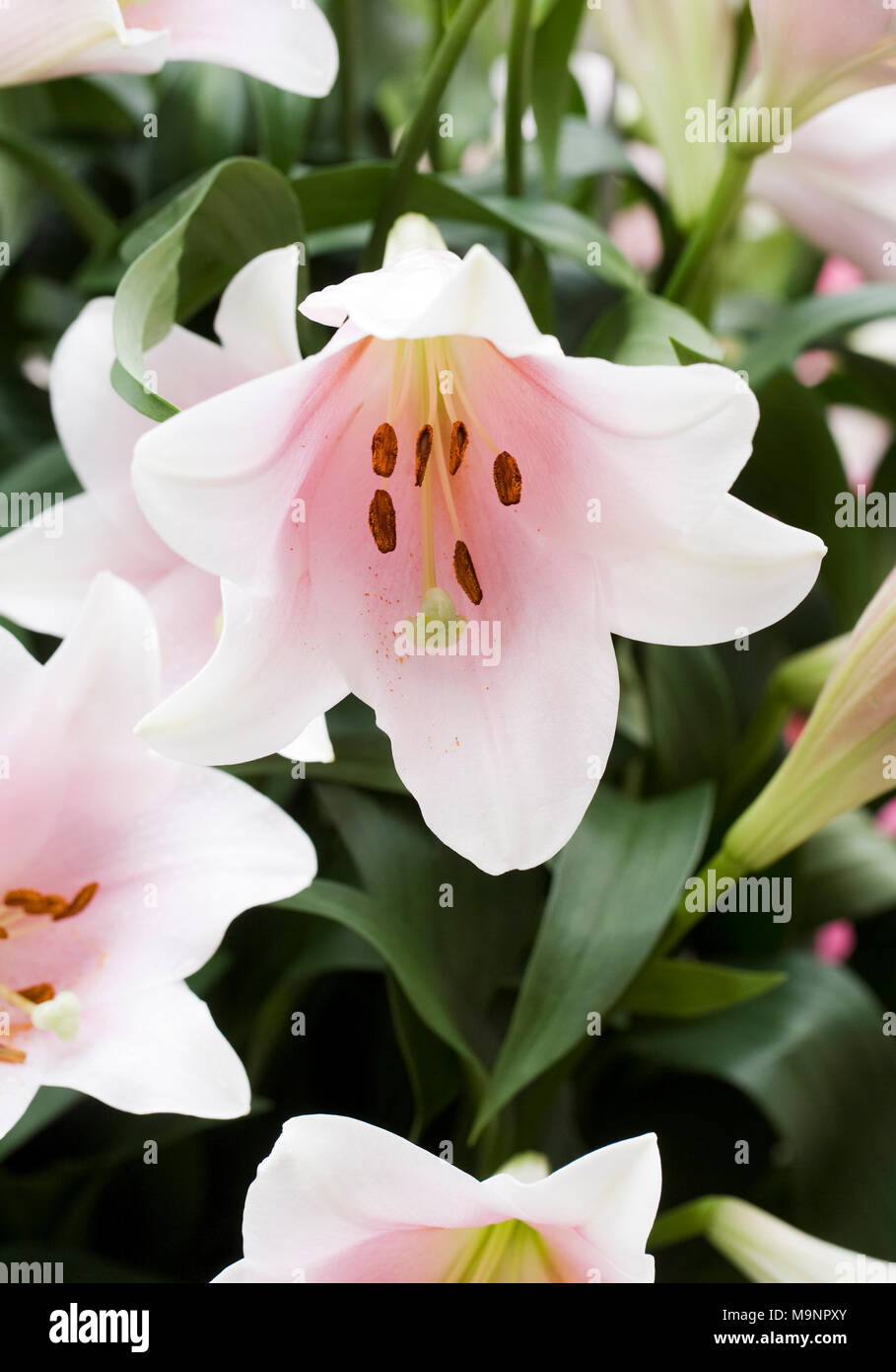 Lilium longiflorum flower Banque de photographies et d’images à haute ...