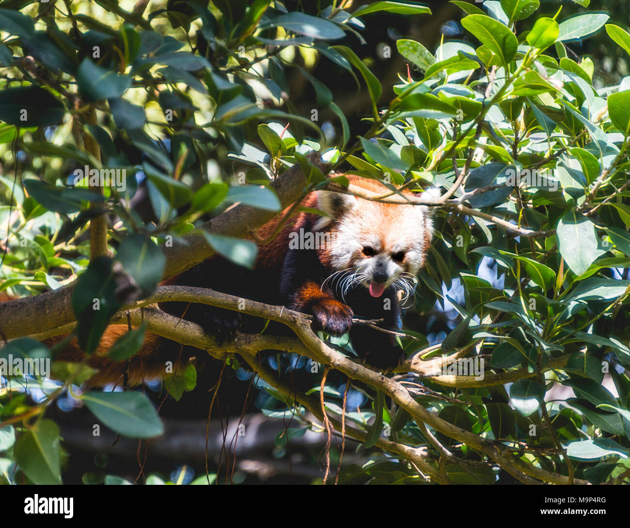 Le panda rouge ailurus fulgens monte dans un arbre Banque de ...