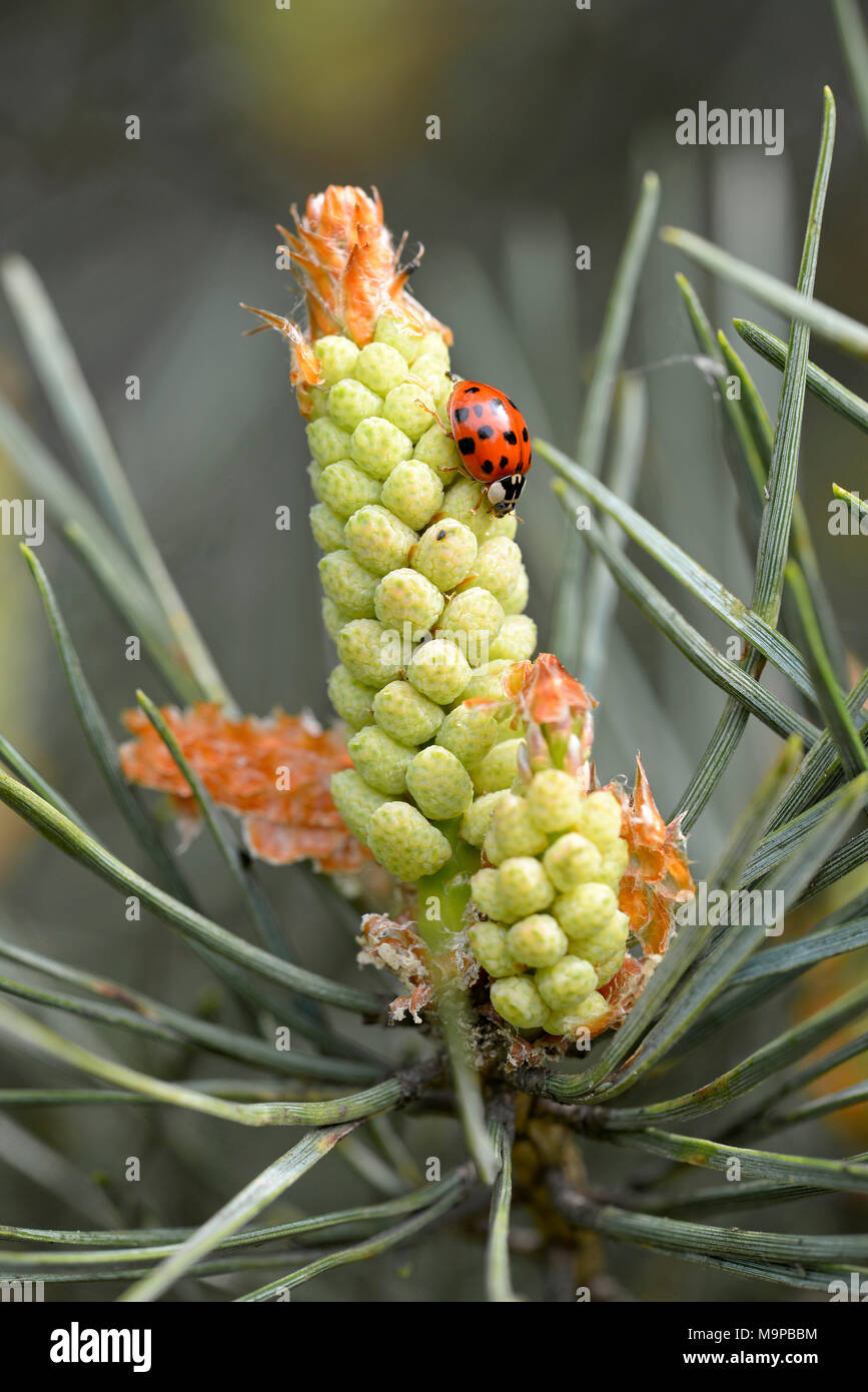 Fleur de pin Banque de photographies et d’images à haute résolution - Alamy