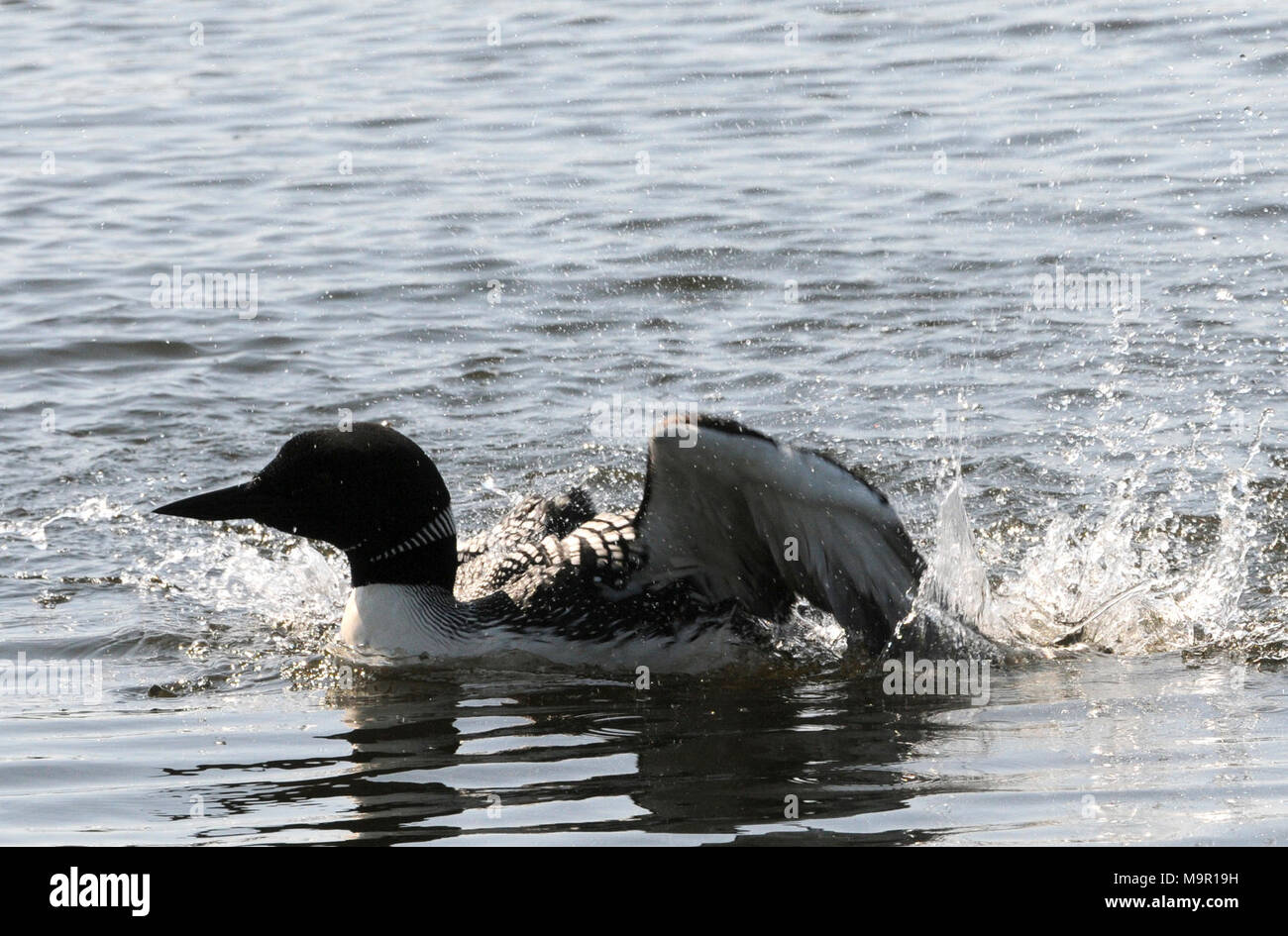Photo de plongeon huard Banque de photographies et d’images à haute ...