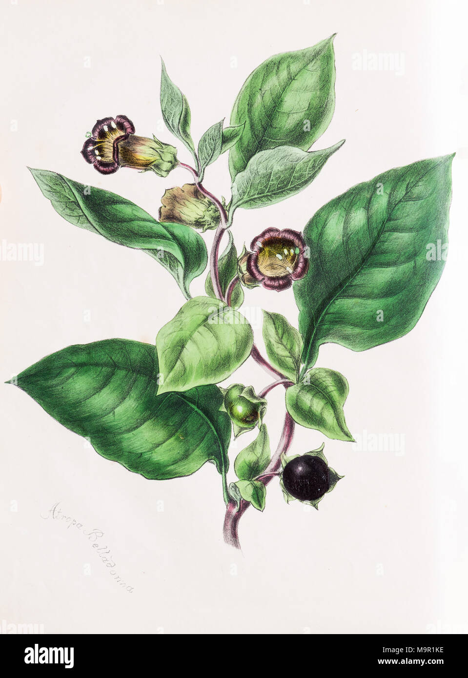 La belladone (Atropa belladonna), de Plantae Utiliores ou illustrations ...