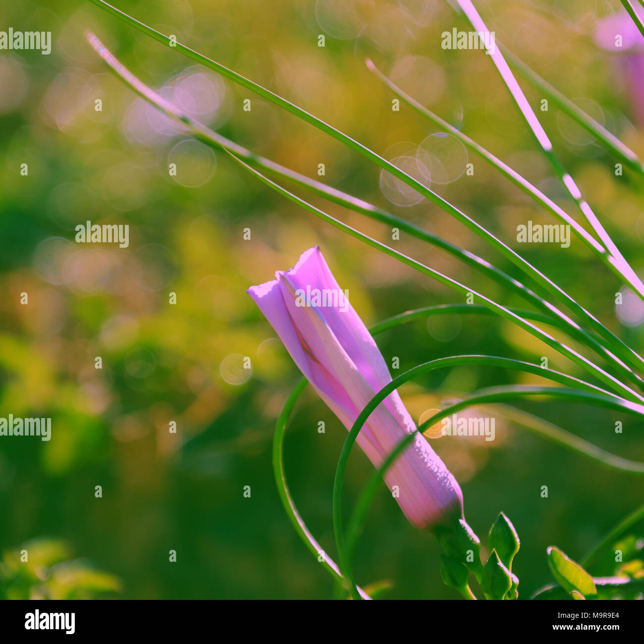 Liane fleurs Banque de photographies et d’images à haute résolution - Alamy