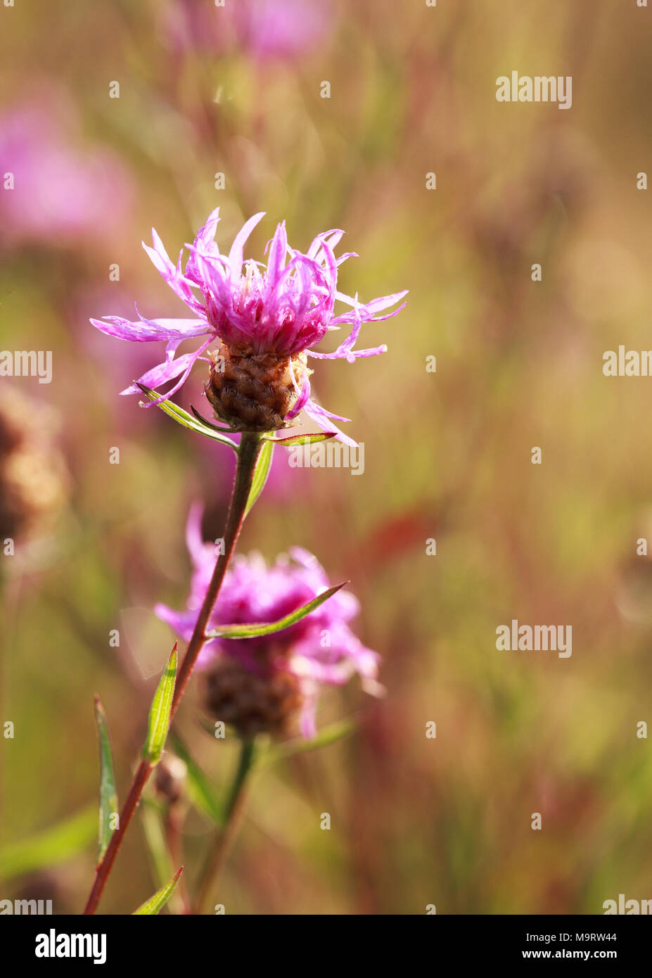 Pink centaurea dealbata Banque de photographies et d’images à haute ...