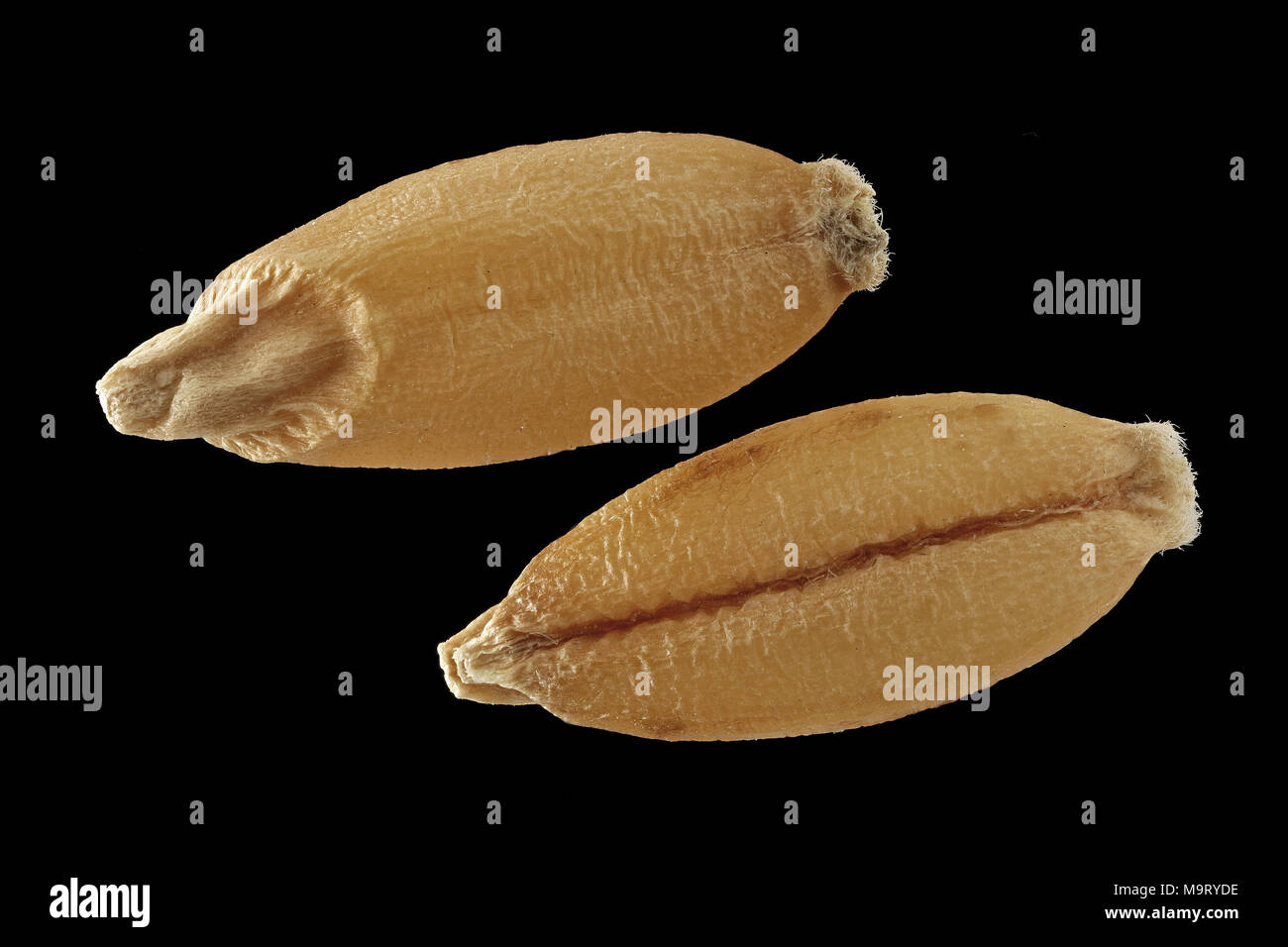 9 graines Banque de photographies et d’images à haute résolution - Alamy