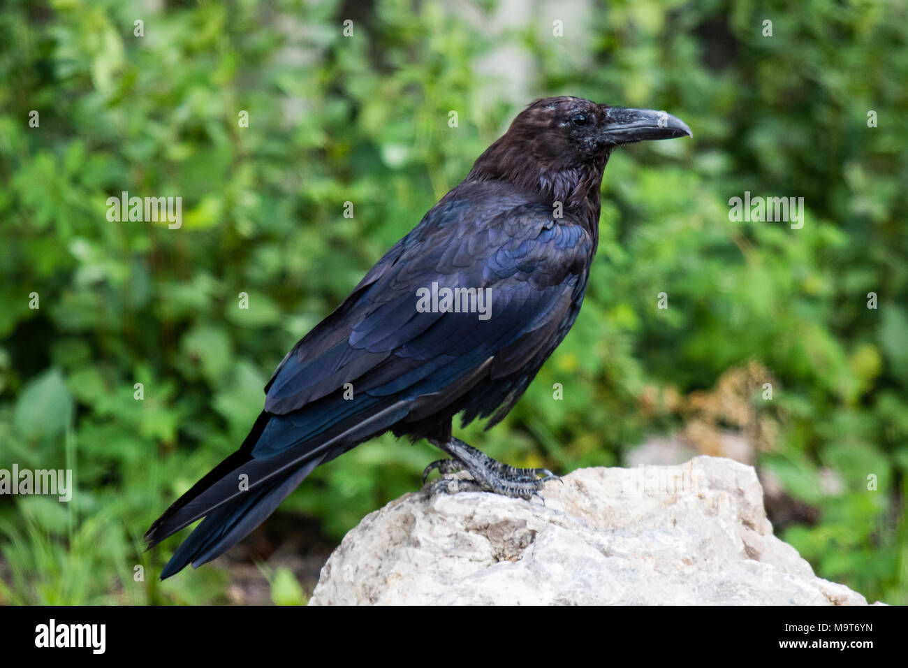Grand Corbeau (Corvus corax) dans les Territoires du Nord-Ouest ...
