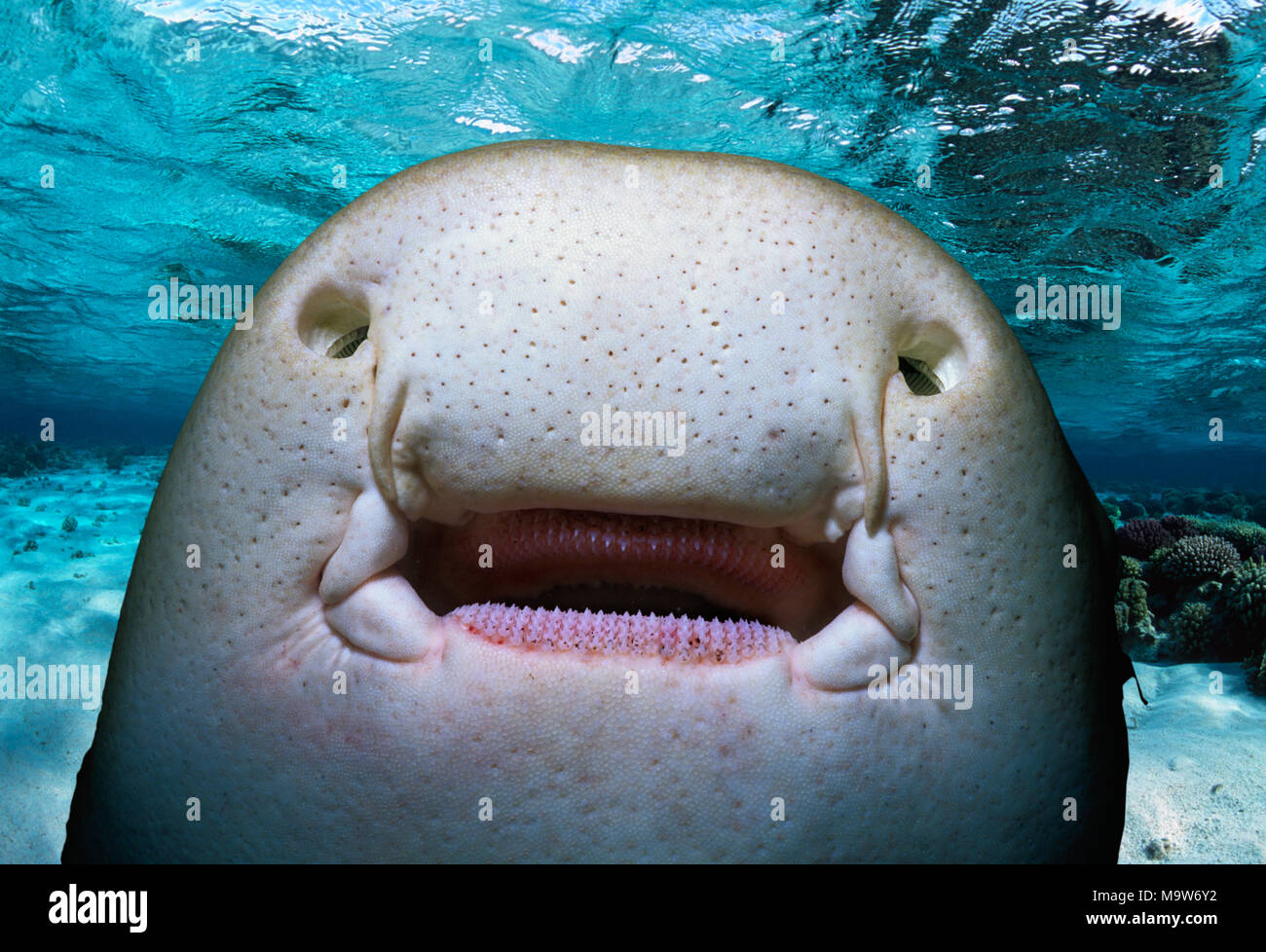 Face inférieure d'un Requin zèbre (Stegostoma fasciatum) montrant la ...