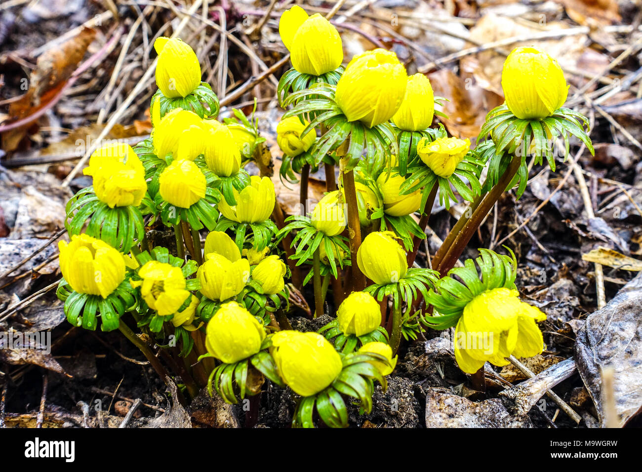 Aconite plant Banque de photographies et d’images à haute résolution ...