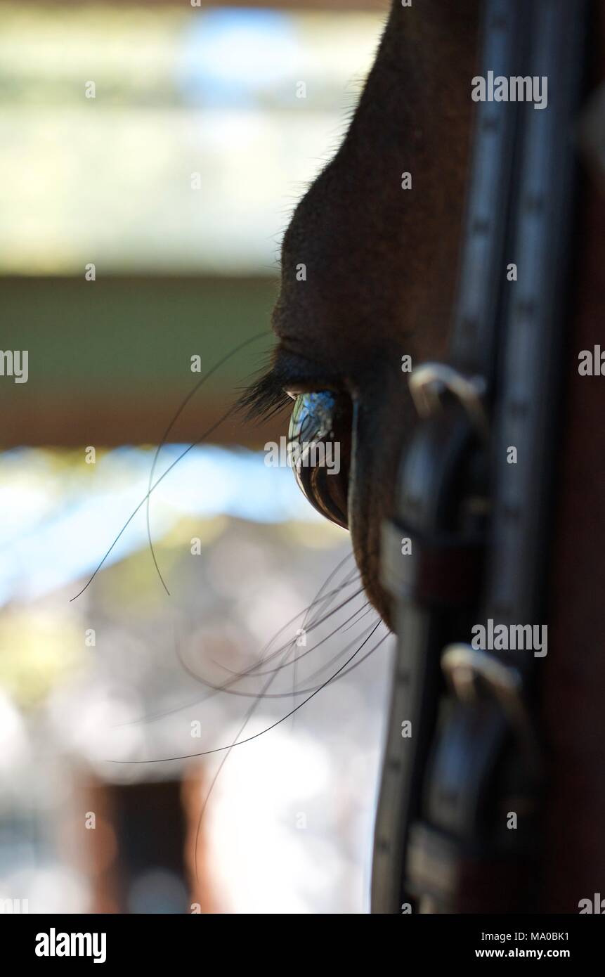 Un Oeil De Cheval Banque d'image et photos - Alamy