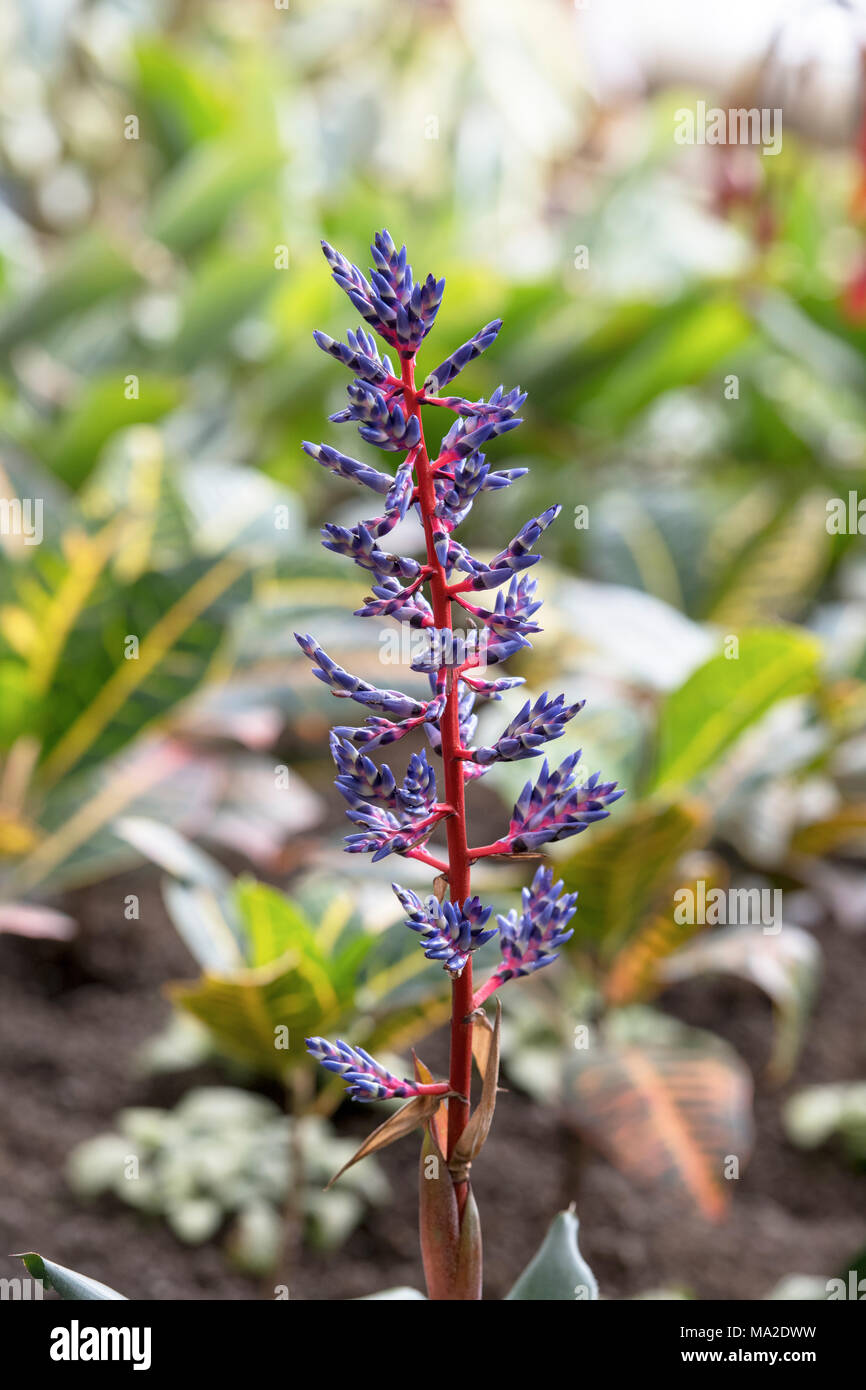 Aechmea blue rain Banque de photographies et d’images à haute ...
