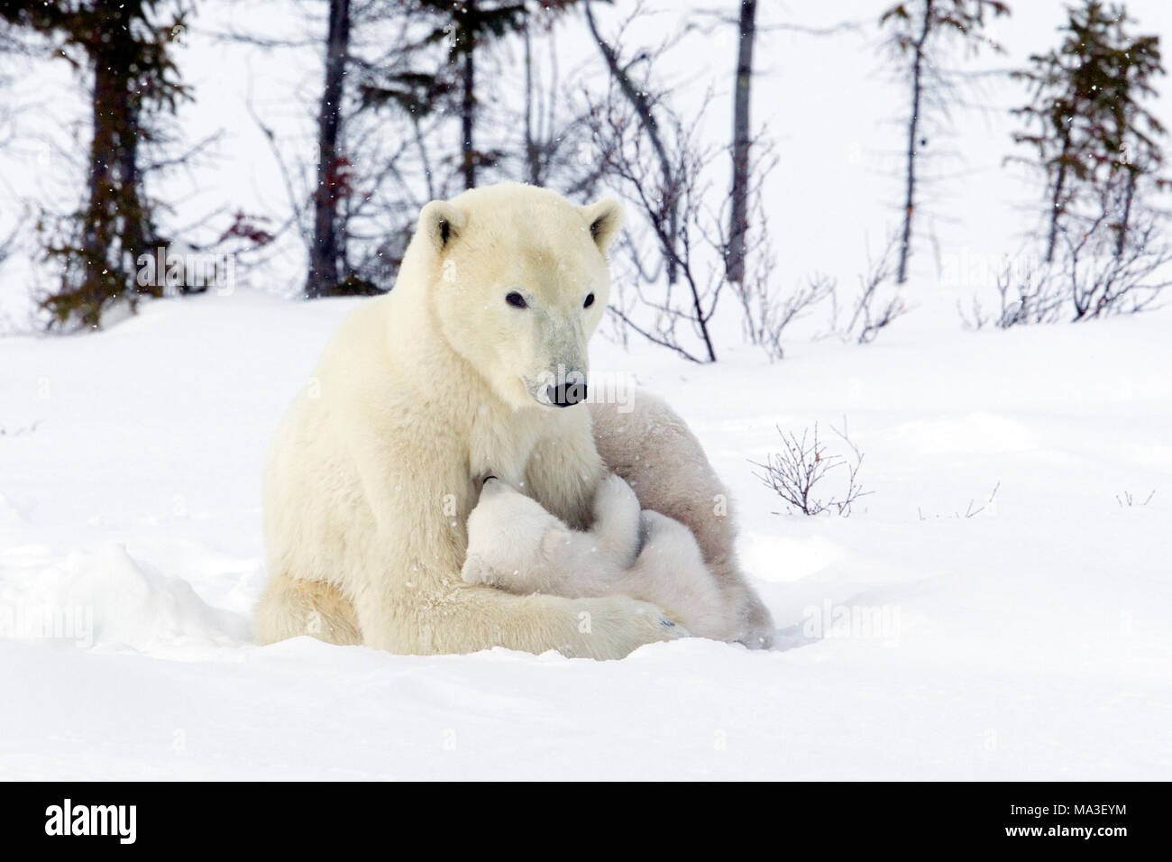 Canada Ours Polaires Banque d'image et photos - Alamy