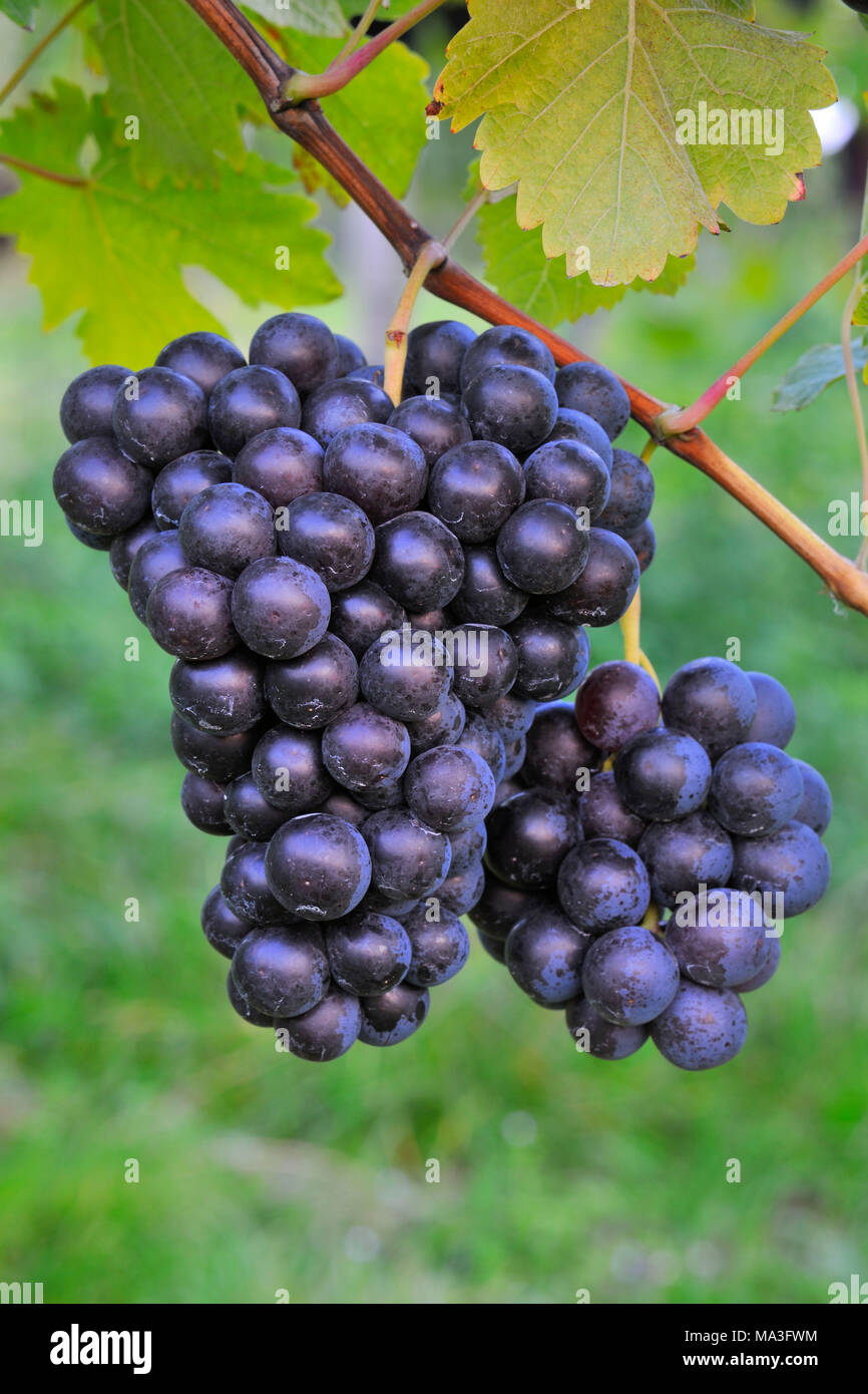 Black raisins Banque de photographies et d’images à haute résolution ...