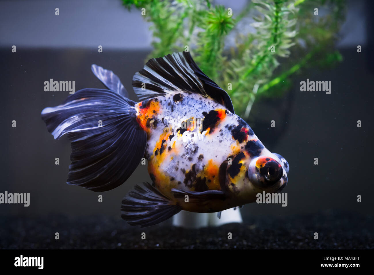 Poisson rouge calicot Banque de photographies et d’images à haute ...