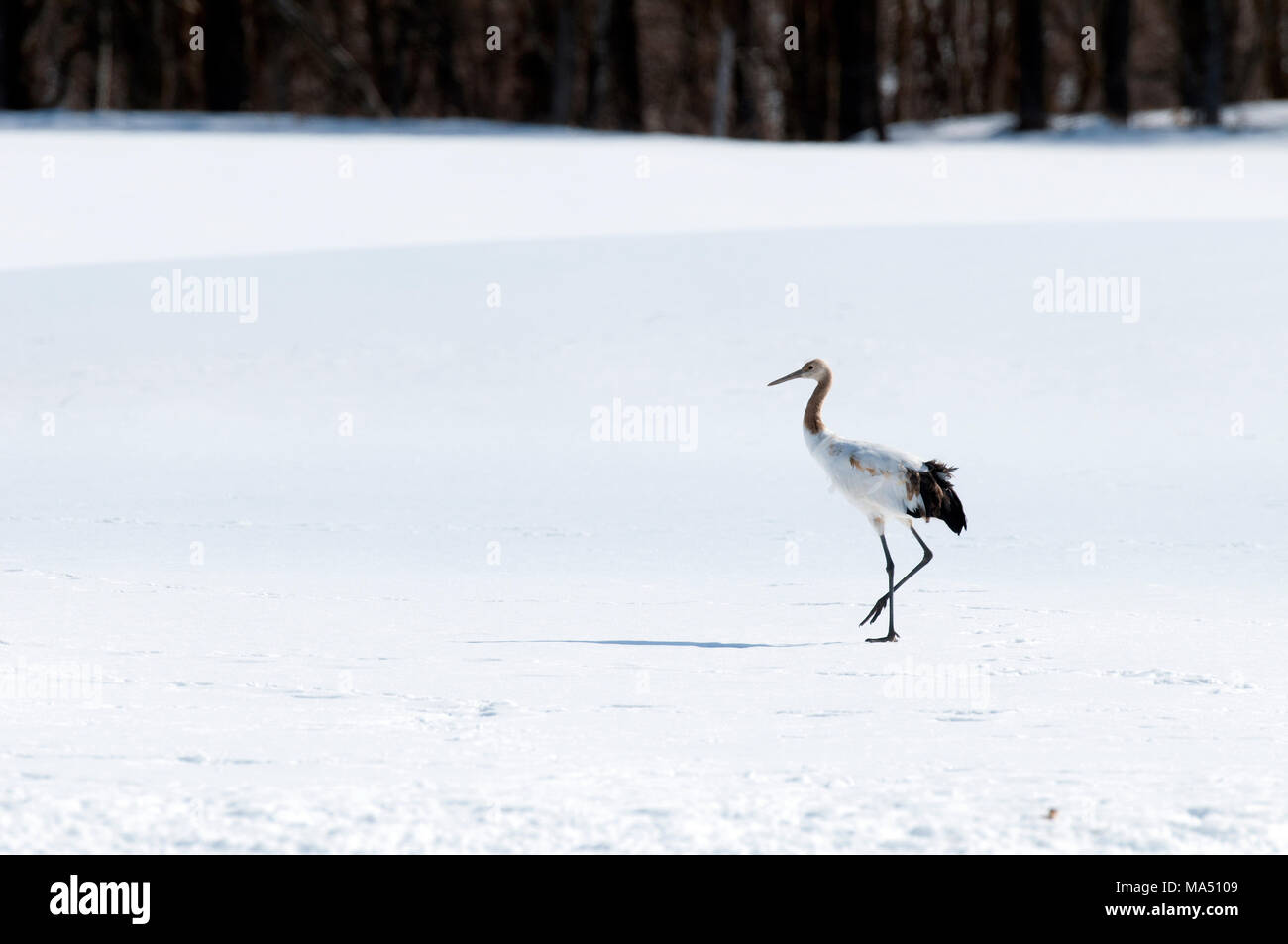 La grue, grue à couronne rouge (Grus japonensis) Young, Japon Photo ...
