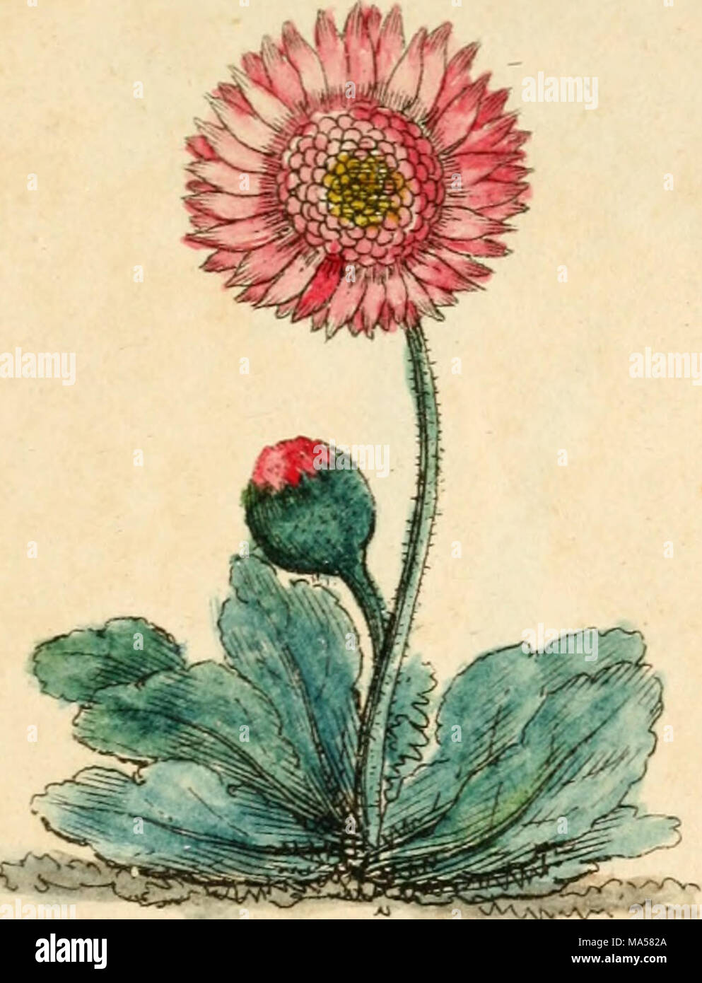 . Éléments de la science de la botanique, comme établi par Linné ; avec ...