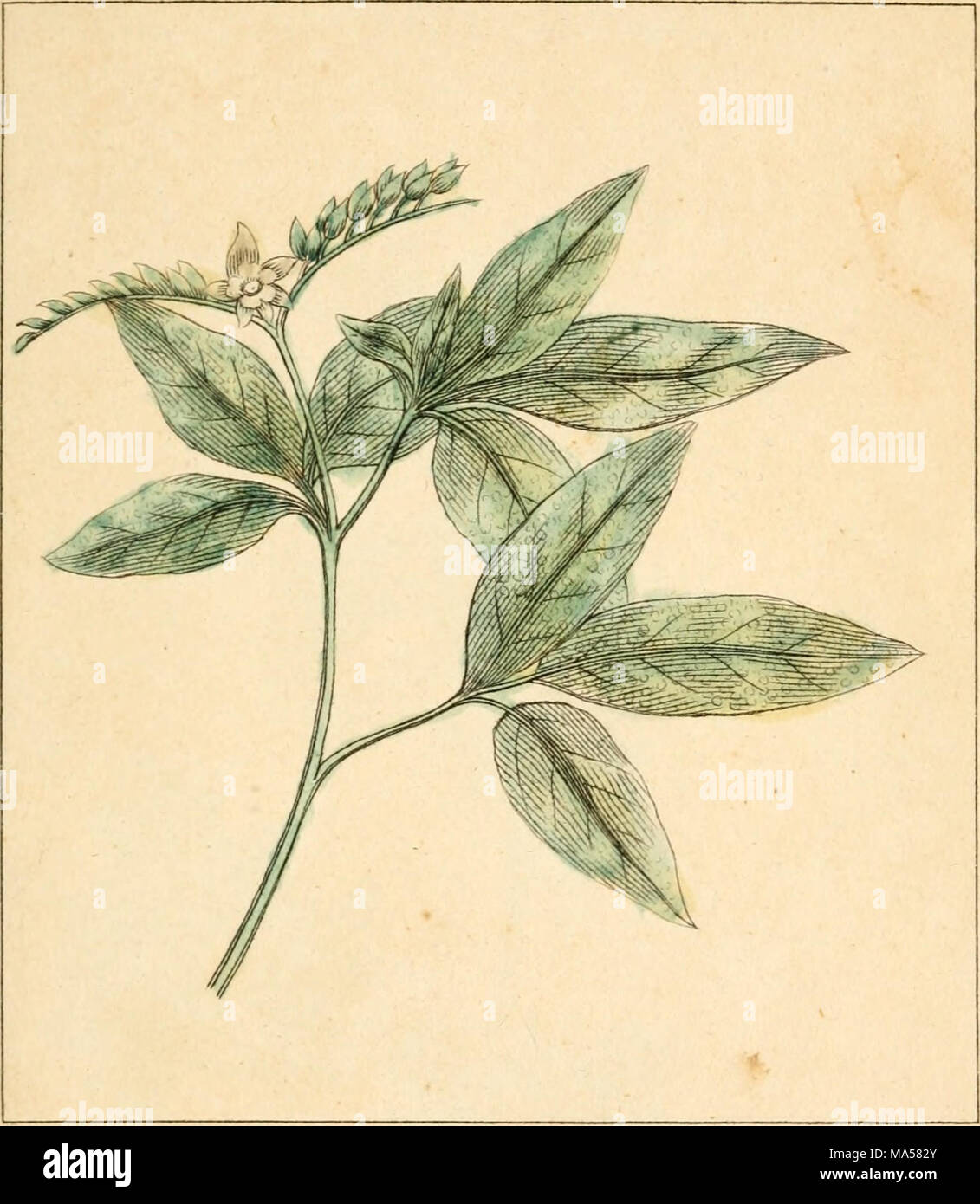 . Éléments de la science de la botanique, comme établi par Linné ; avec ...