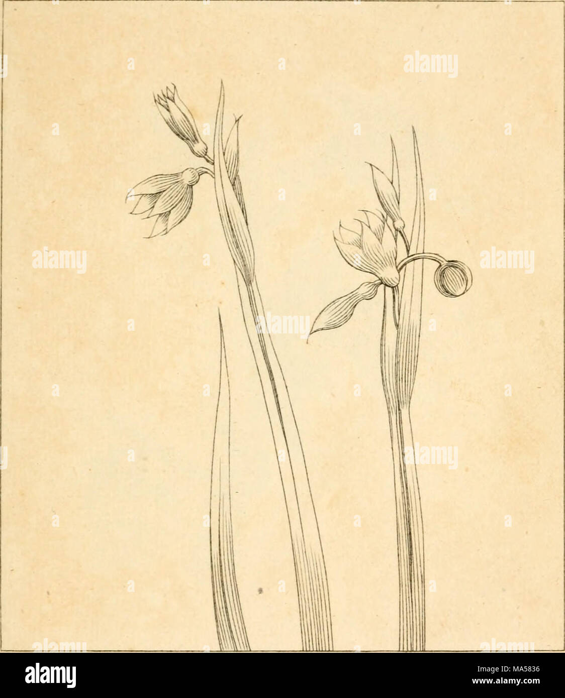 . Éléments de la science de la botanique, comme établi par Linné ; avec ...