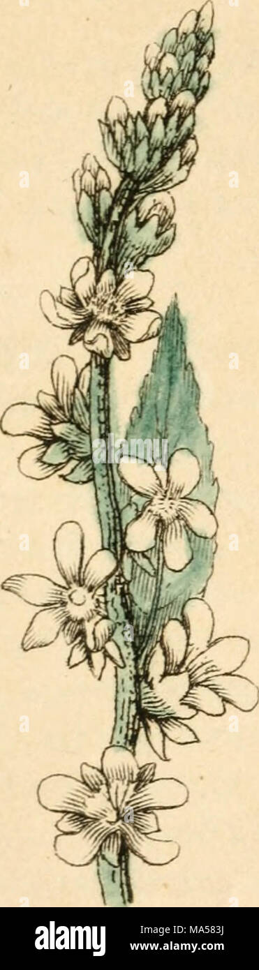 . Éléments de la science de la botanique, comme établi par Linné ; avec ...