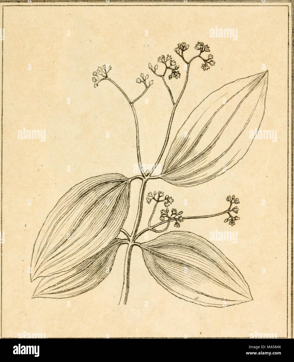. Éléments de la science de la botanique, comme établi par Linné ; avec ...