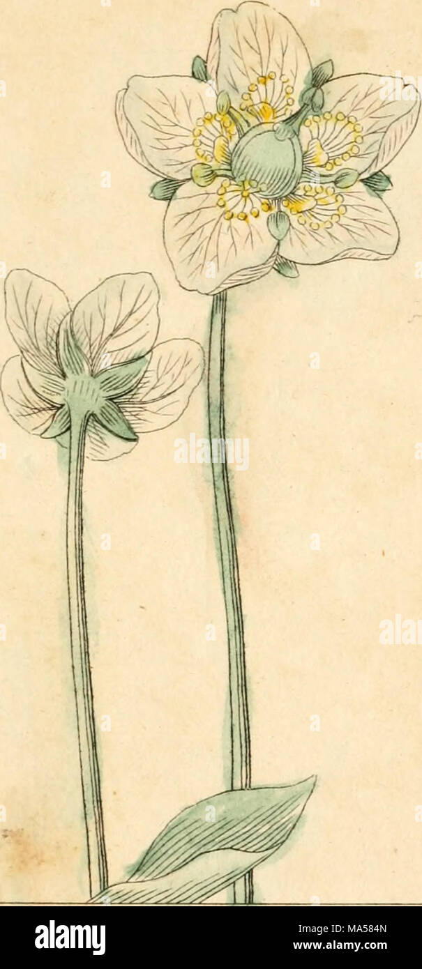 . Éléments de la science de la botanique, comme établi par Linné ; avec ...