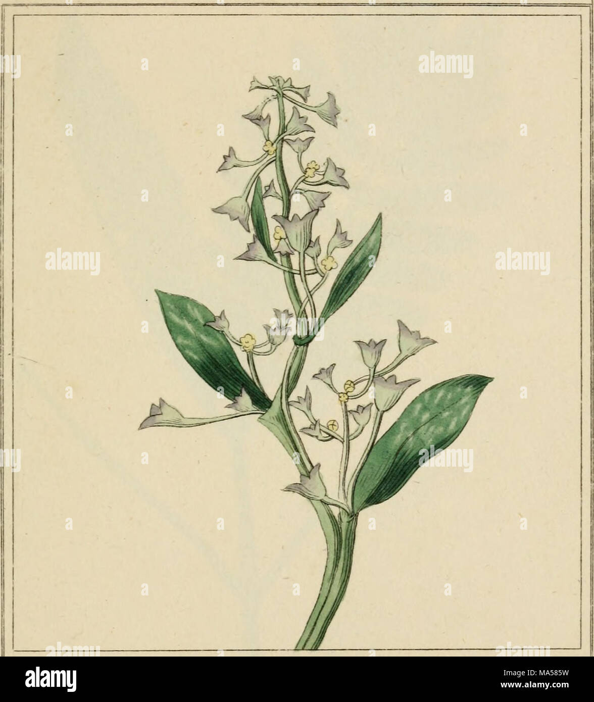 . Éléments de la science de la botanique, comme établi par Linné ; avec ...