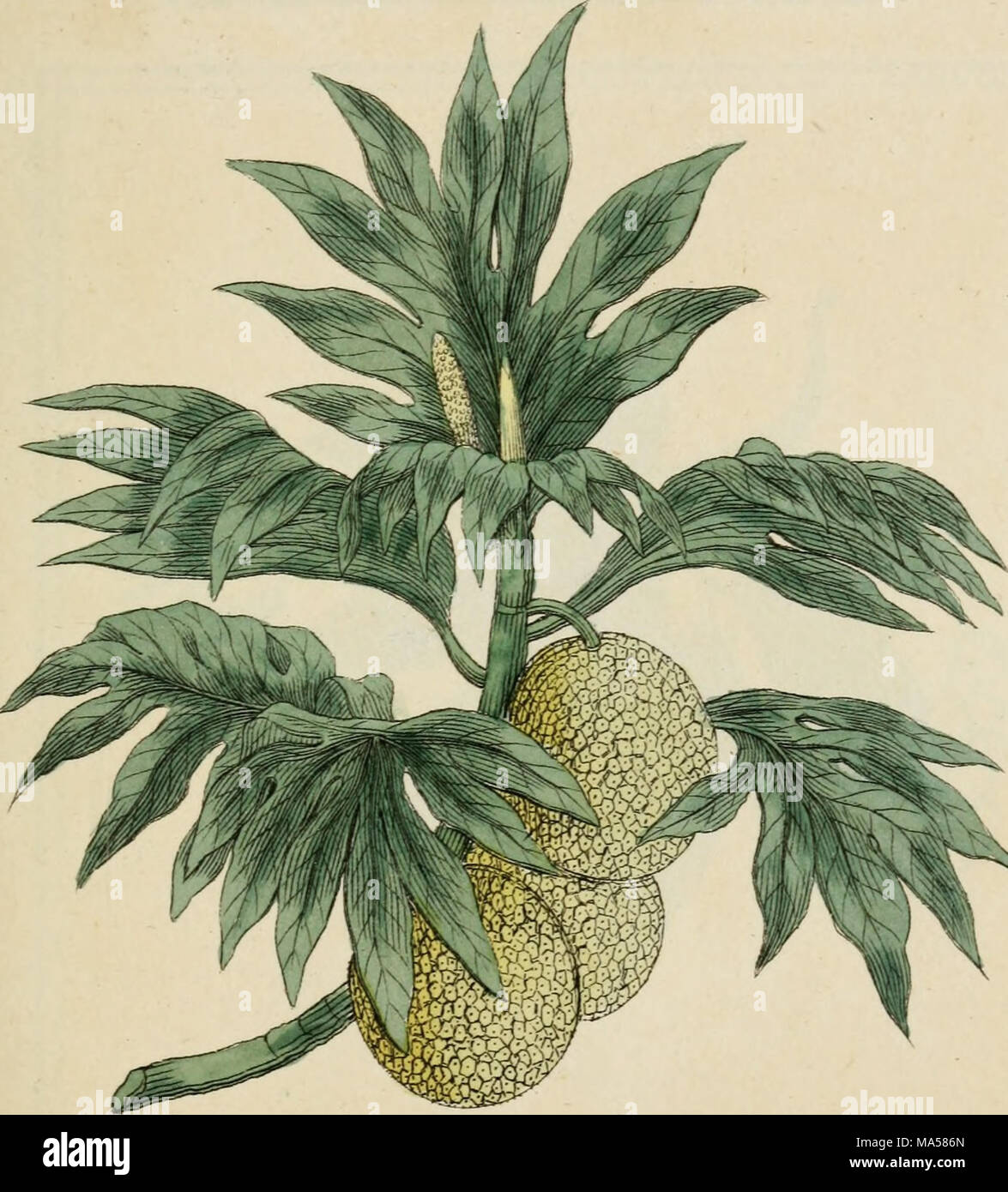 . Éléments de la science de la botanique, comme établi par Linné ; avec ...